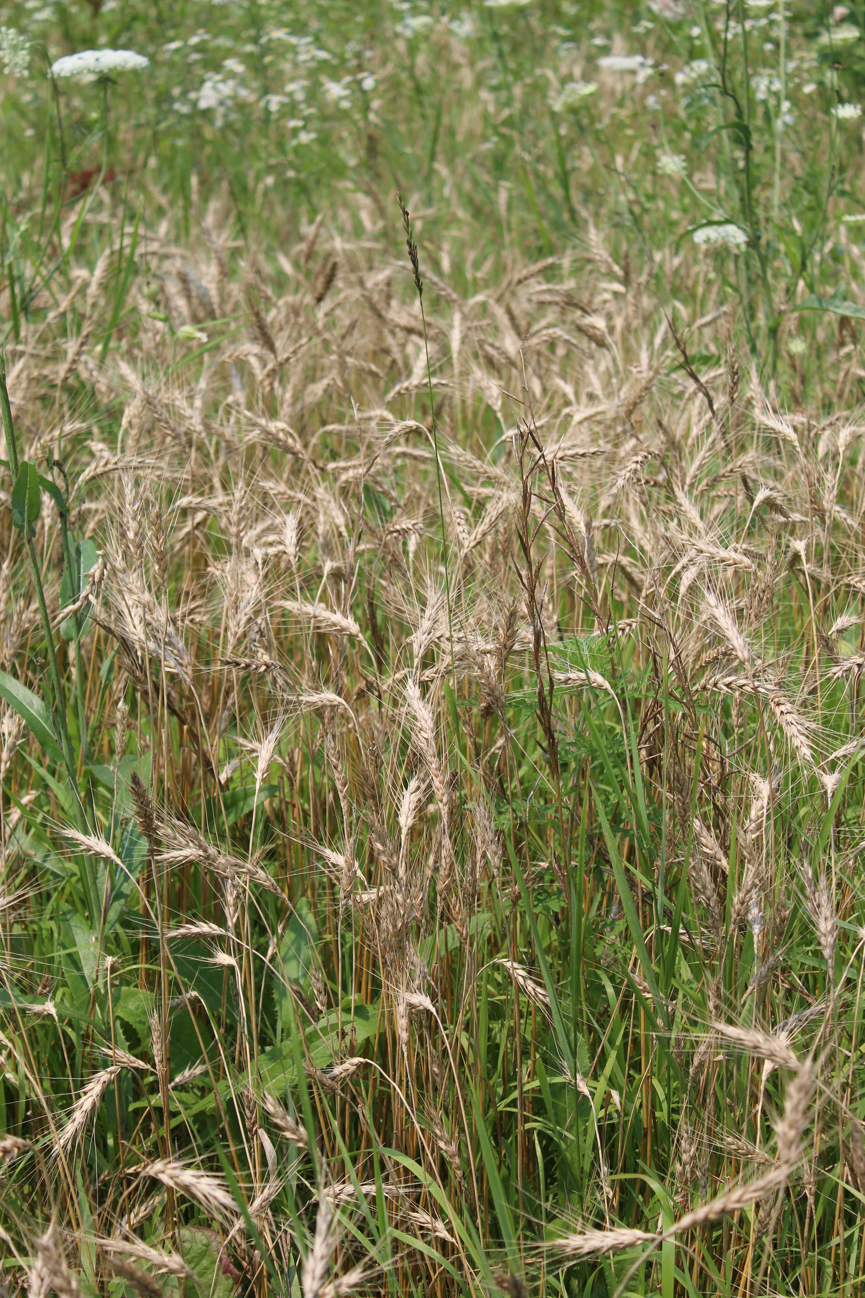 Ember Days: Summer – The Liturgical Homestead